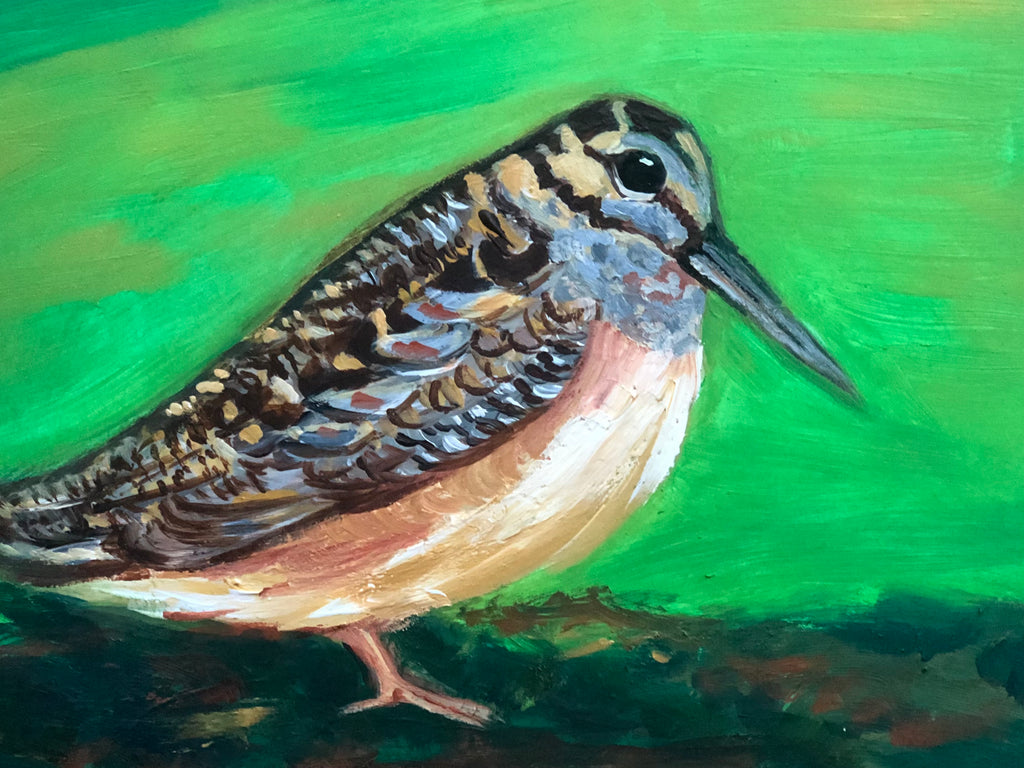 Timberdoodle – gallery b